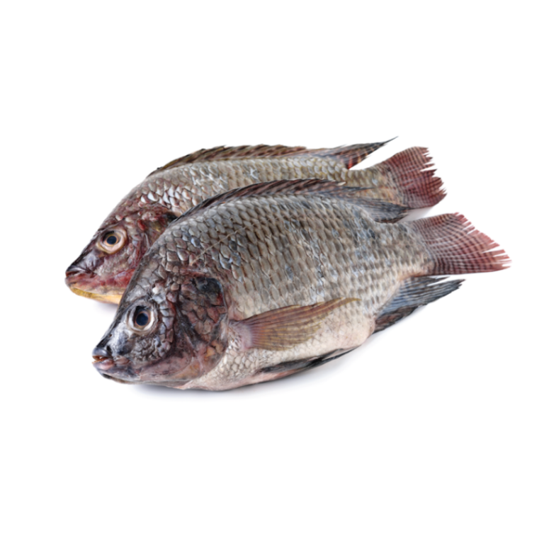 Whole Tilapia | GABEST FOODS